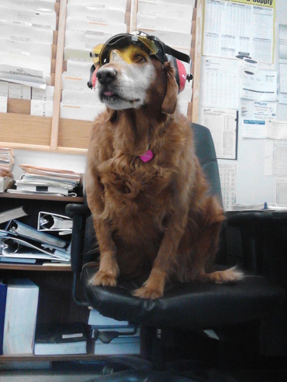 These Cute Office Dogs Want You To Take Them To Work - Page 2 of 2 ...