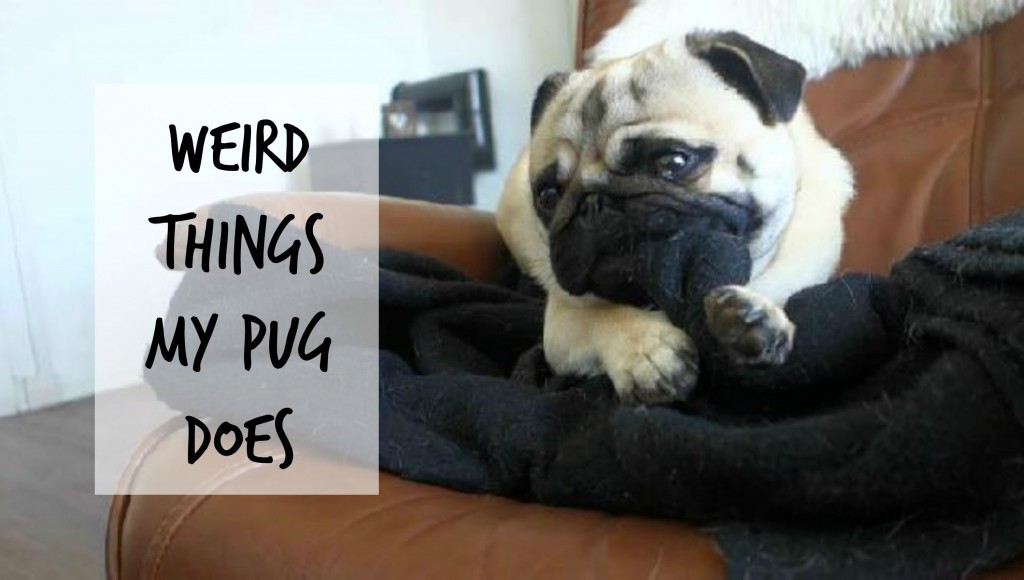 [VIDEO] Does Your Pug Have These WEIRD Habits? - Leashes Optional