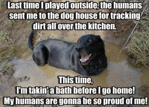 9 Dog Memes That Are SO Hilarious We Can't Stop Laughing