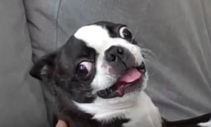 (VIDEO) This Adorable Puppy is Just a Little Bit Angry. Watch His MAJOR ...