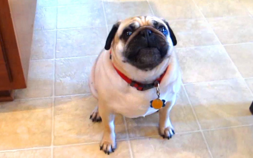 (Video) What This Hungry Pug Does to Alert His Human it's Time for More ...