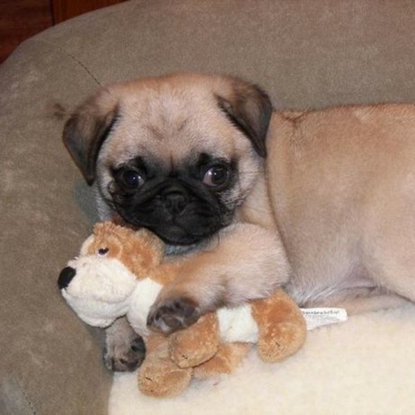 8 Pugs Who Love to Hug! - Page 2 of 2 - Leashes Optional