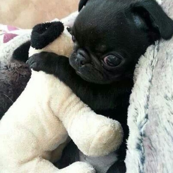 8 Pugs Who Love to Hug! - Page 2 of 2 - Leashes Optional