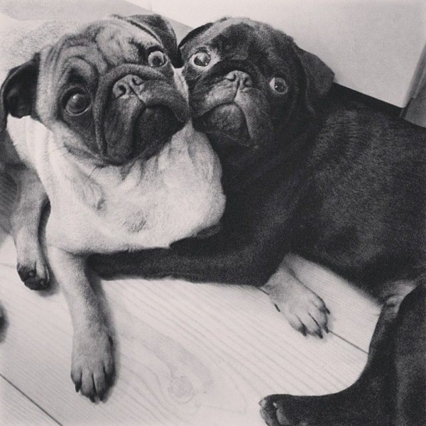 8 Pugs Who Love to Hug! - Page 2 of 2 - Leashes Optional