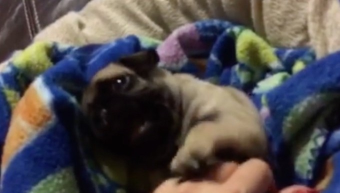 (Video) This ADORABLE Peek-a-Boo Pug Will Make Anyone's Day, Guaranteed ...